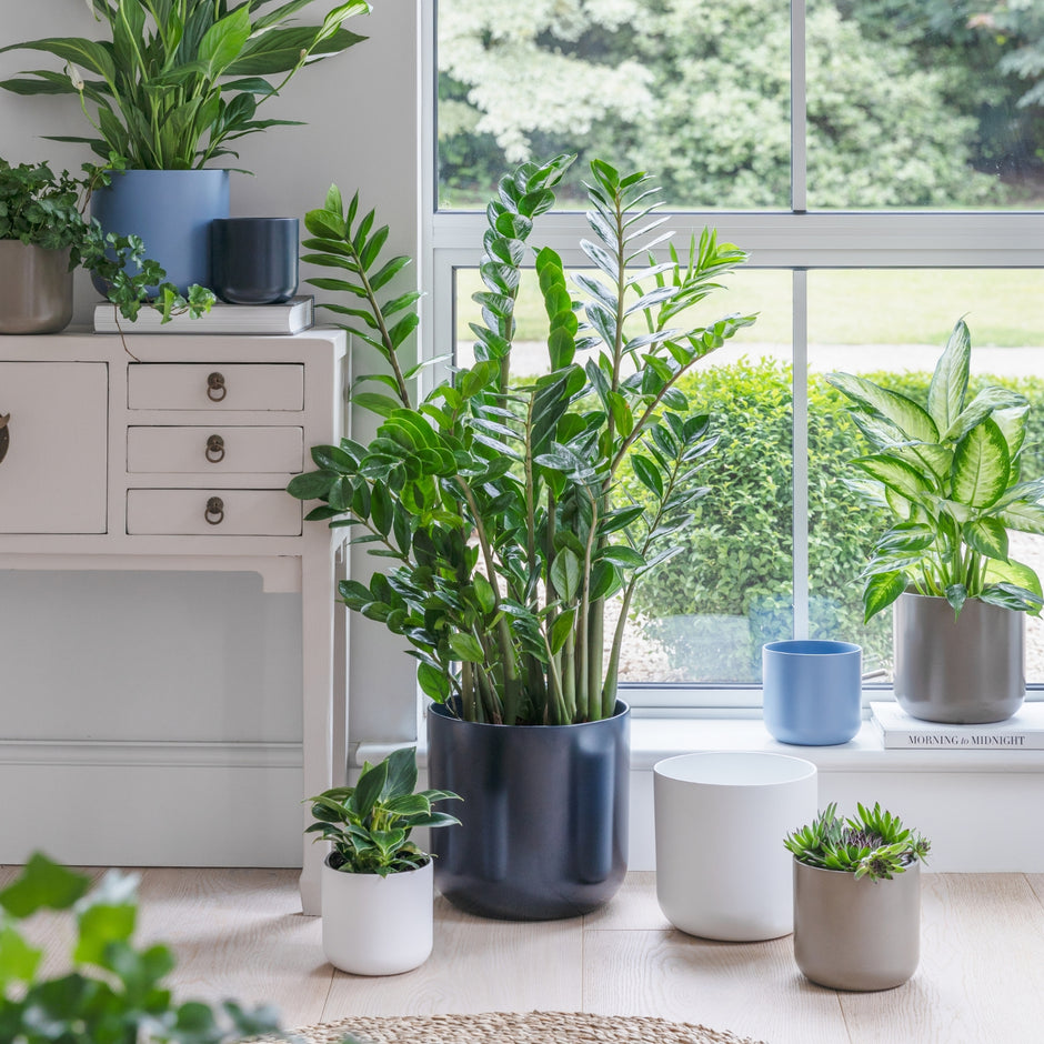 Indoor Planters and Houseplant Pots – Ivyline