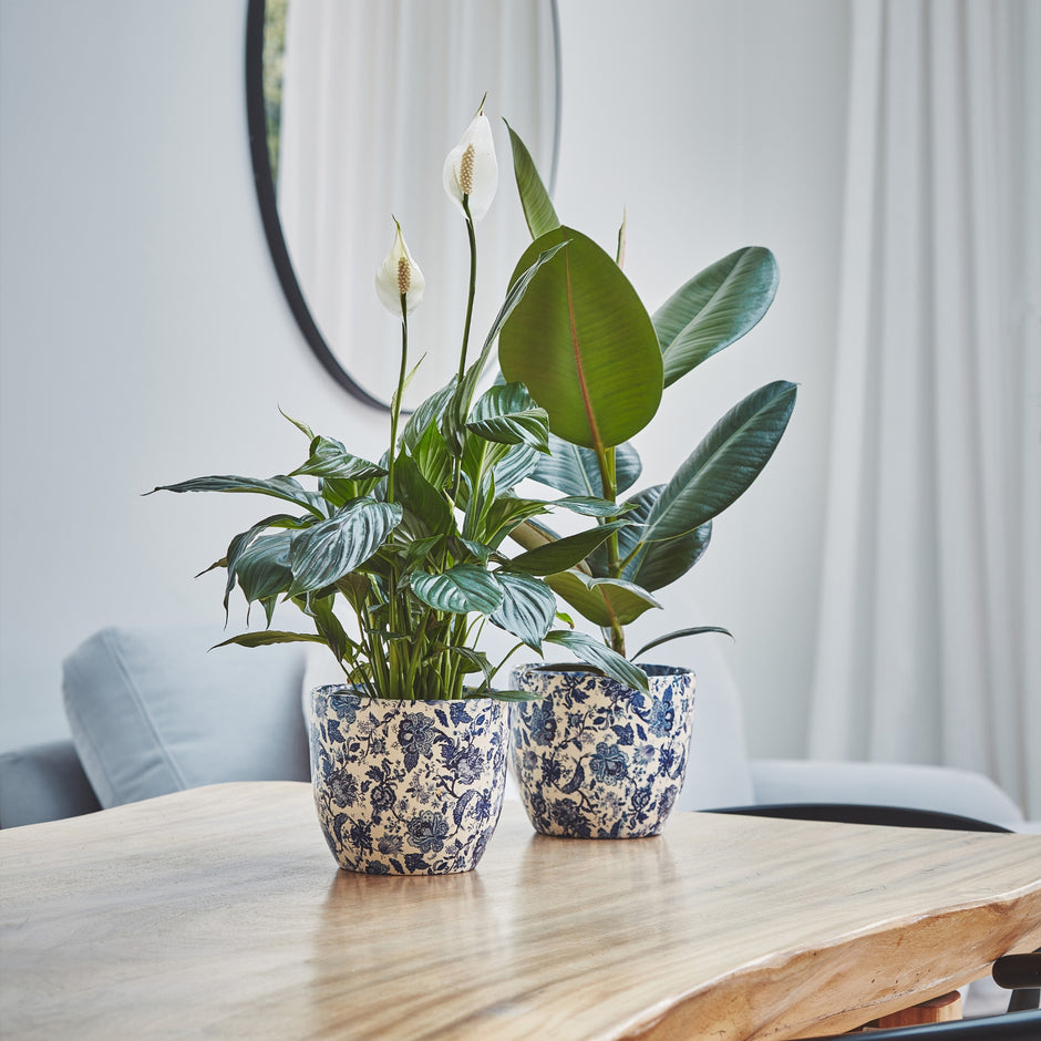 Indoor living pot, planter and basket collection - Ivyline